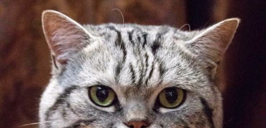 Silvercatz – Breeder of Silver Tabby Cats