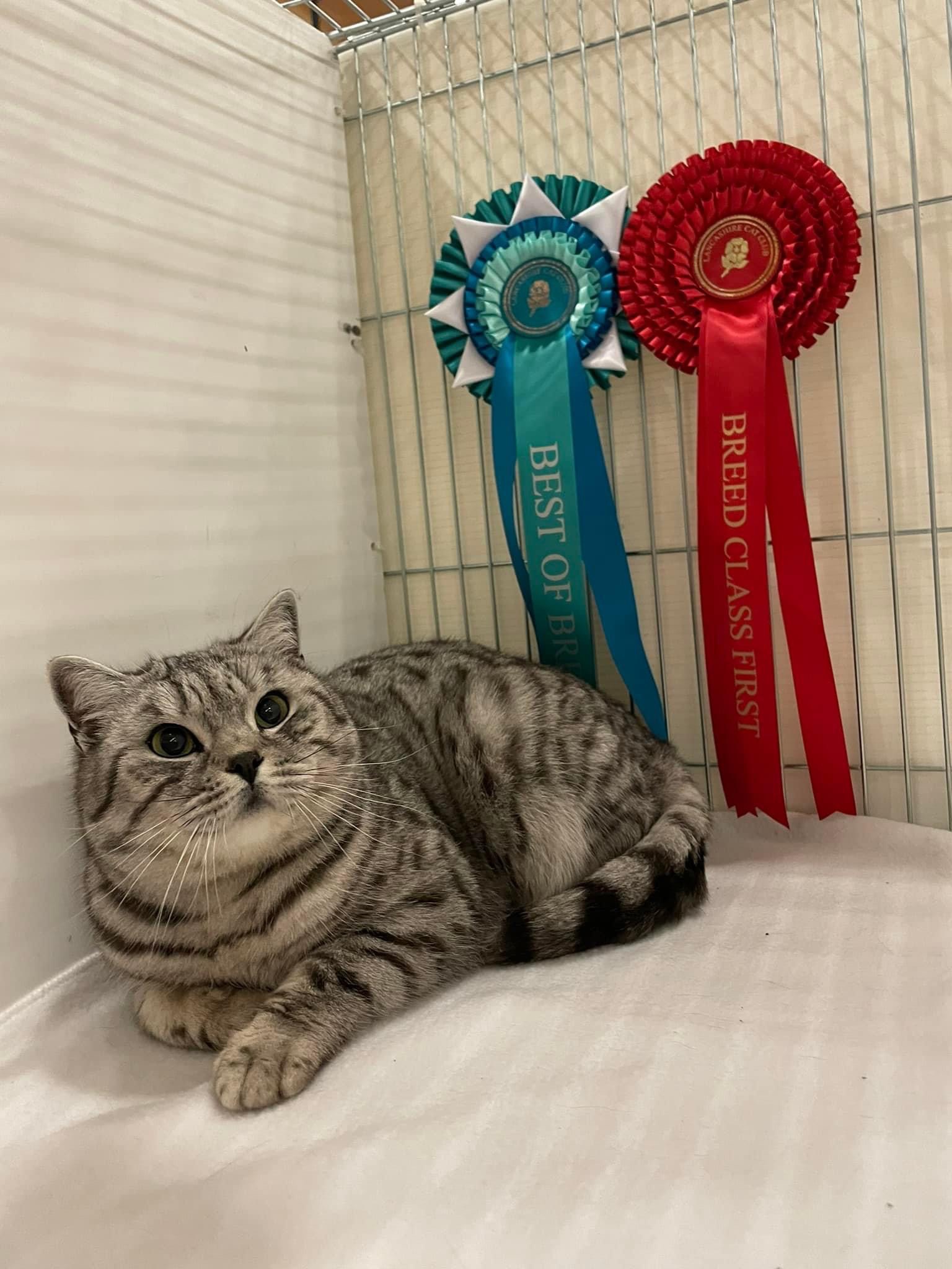 GR CH Metallicat silver Titania – Silvercatz
