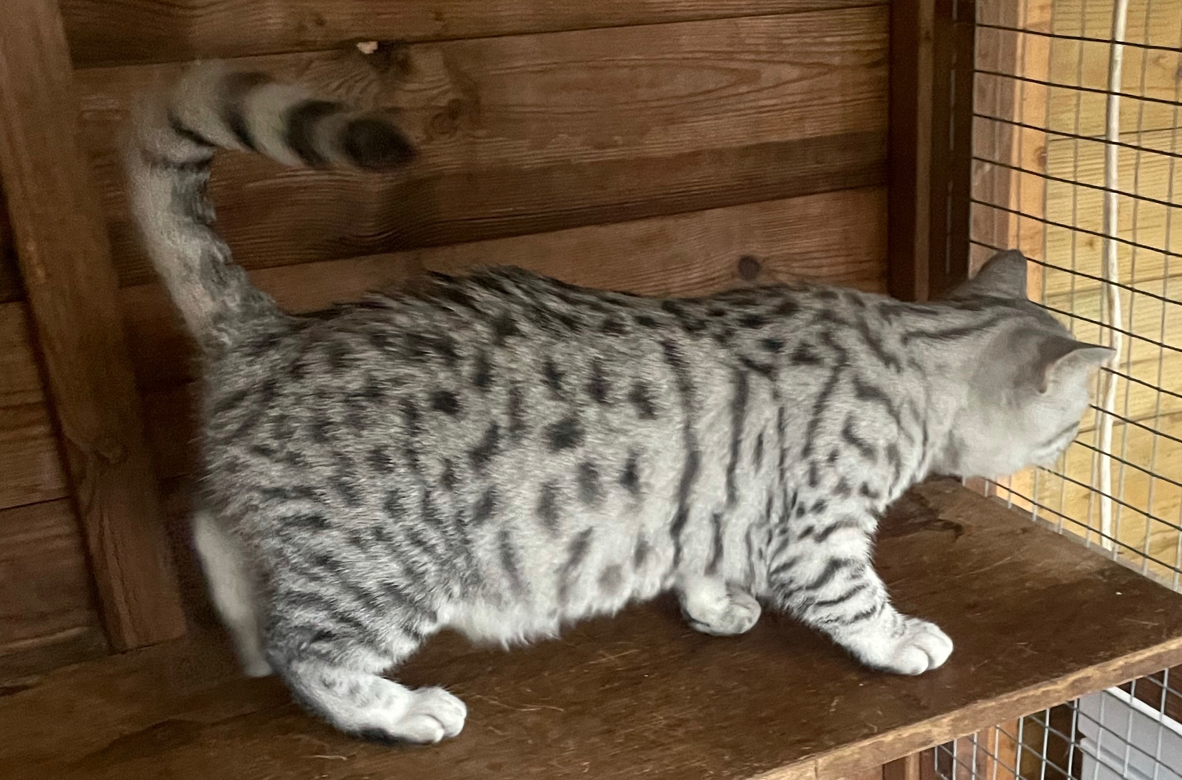 GR CH Ronaldo silver Rosie – Silvercatz